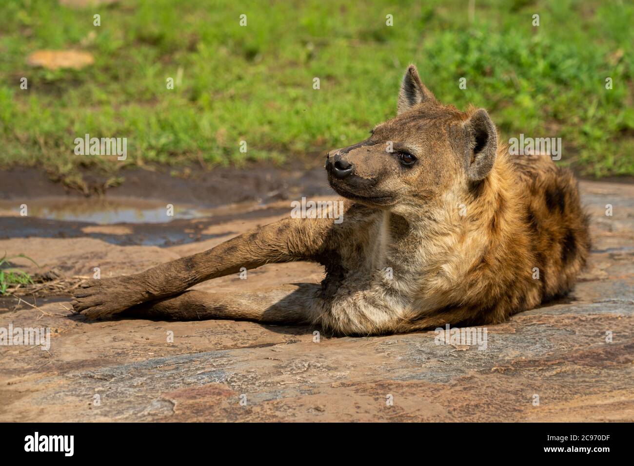 Spotted hyena lying on rock in sunshine Stock Photo - Alamy