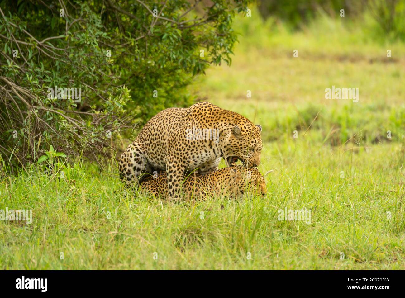 Two leopards mating in grass by bush Stock Photo - Alamy