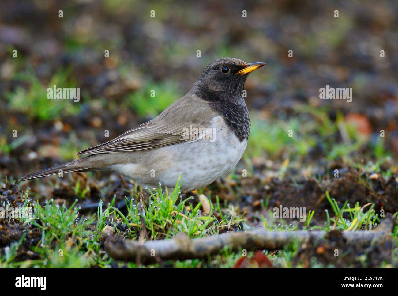 Black-throated Thrush (Turdus atrogularis), adult male standing on the ...