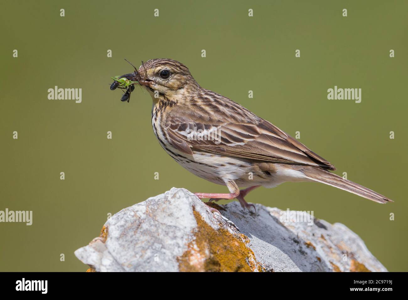 Tree pitpit (Anthus trivialis), perching with prey in the bill on a ...