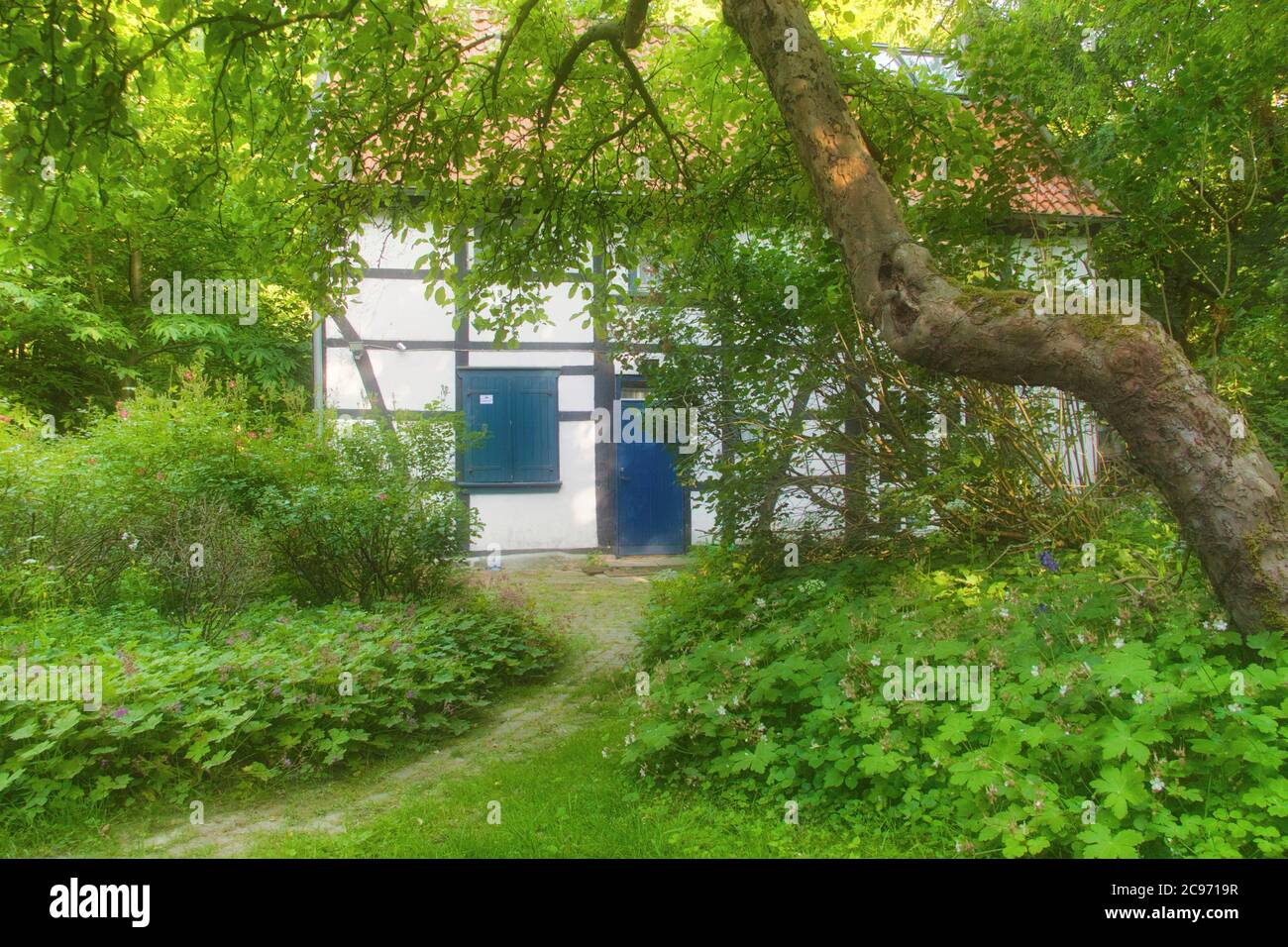 Rombergpark botanical garden hi-res stock photography and images - Alamy