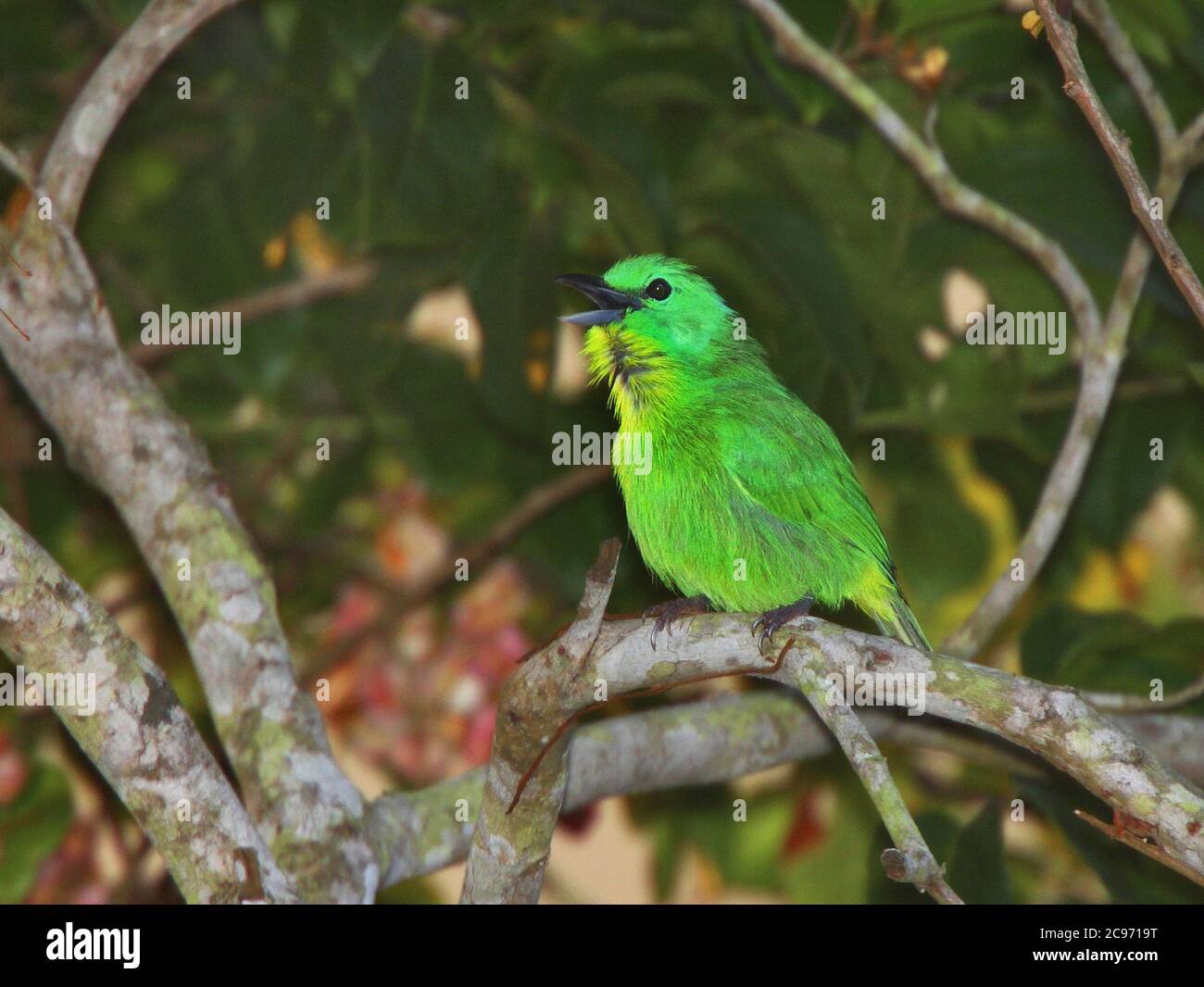 green shrike vireo (Vireolanius pulchellus), male singing, Costa Rica ...