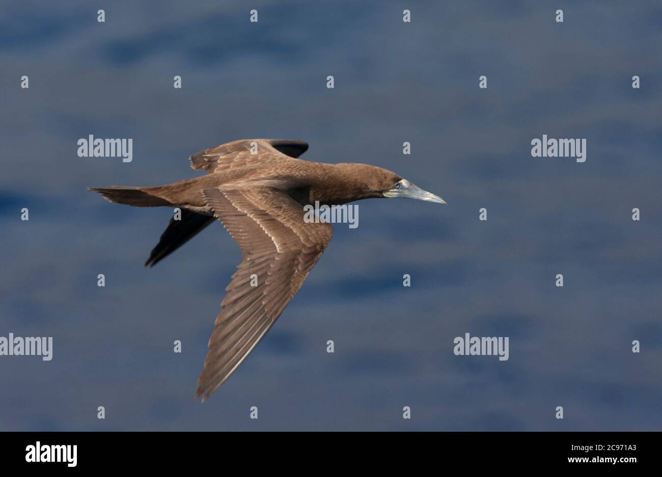 brown booby (Sula leucogaster leucogaster), Immature seen from below ...