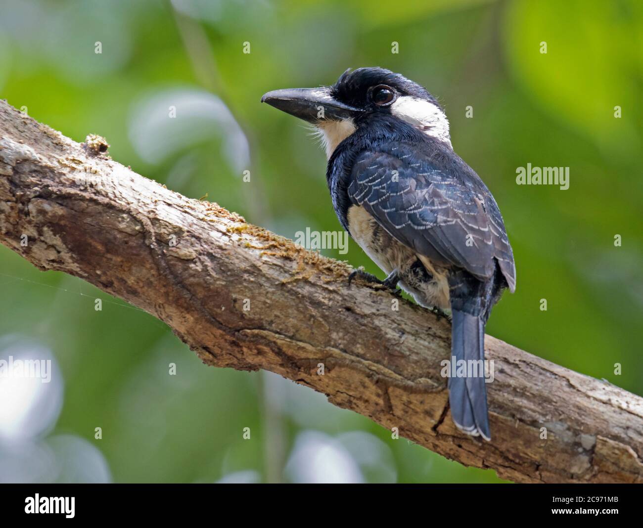 Panama rain forest birds hi-res stock photography and images - Alamy