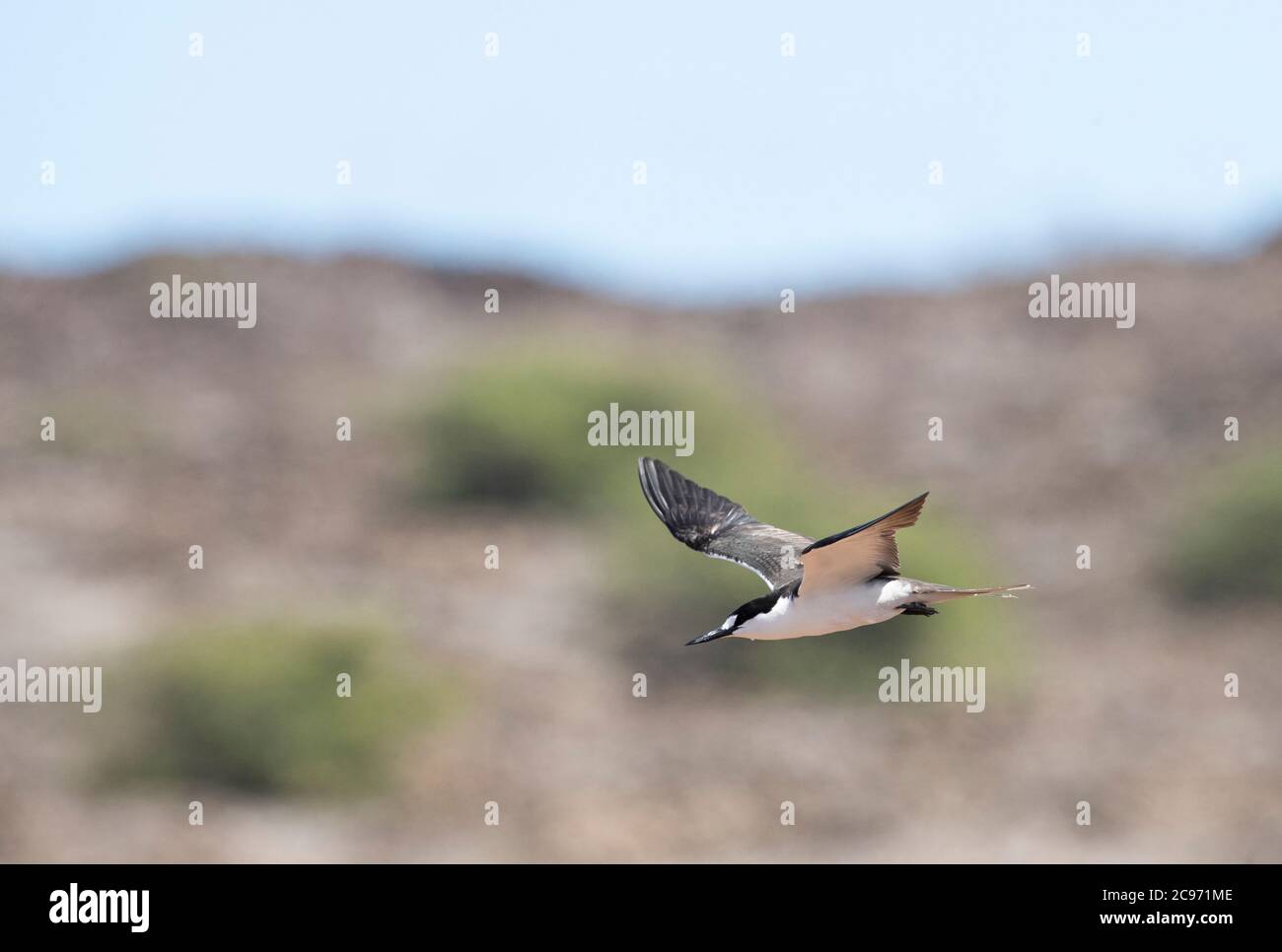 sooty tern (Sterna fuscata, Onychoprion fuscatus), Subadult Sooty Tern ...