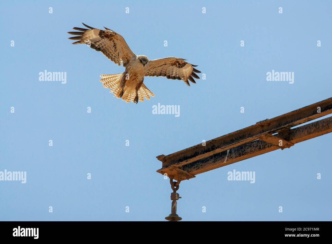 Animal construction hi-res stock photography and images - Alamy