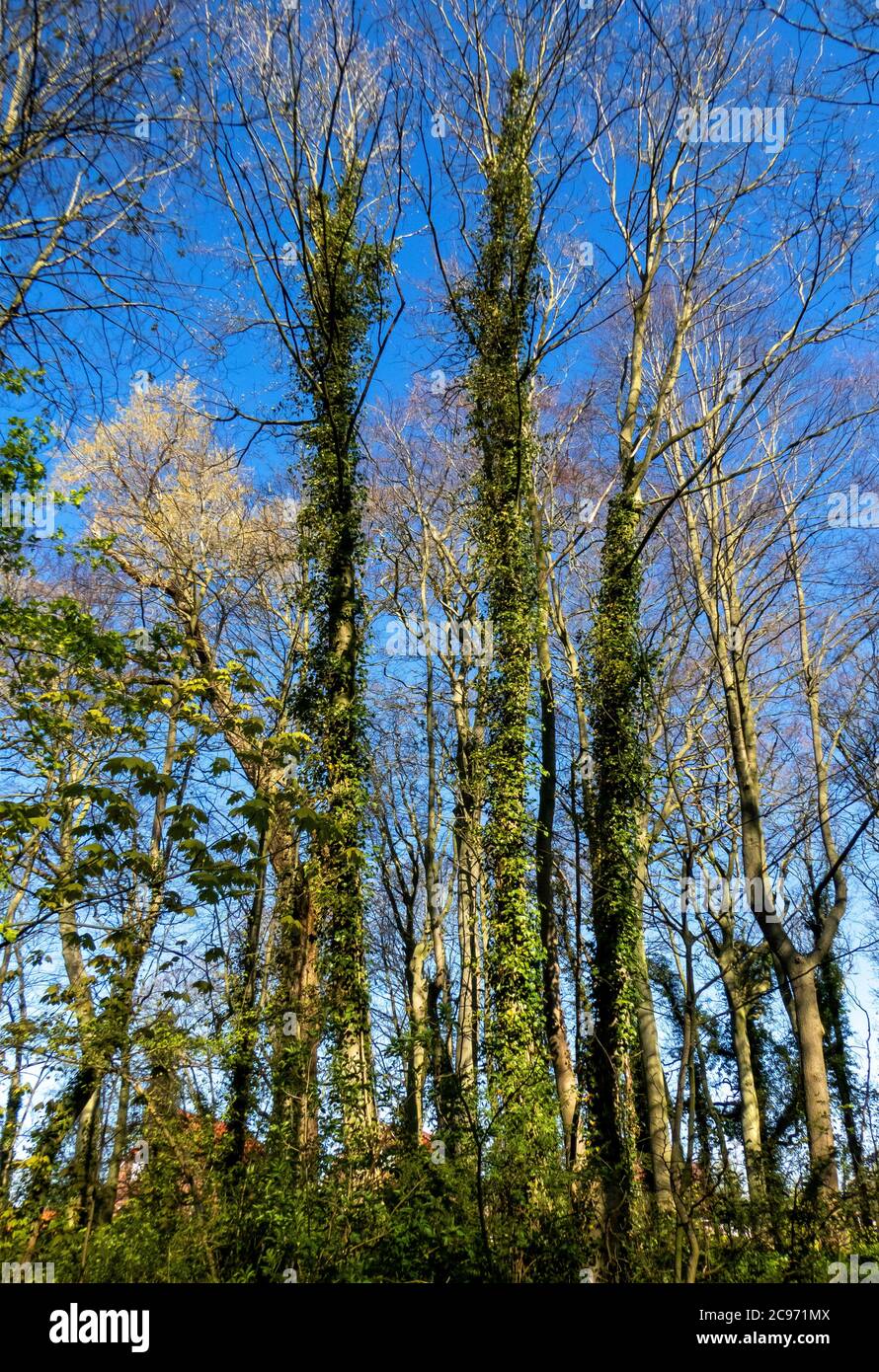 Ivy in landscapes hi-res stock photography and images - Alamy