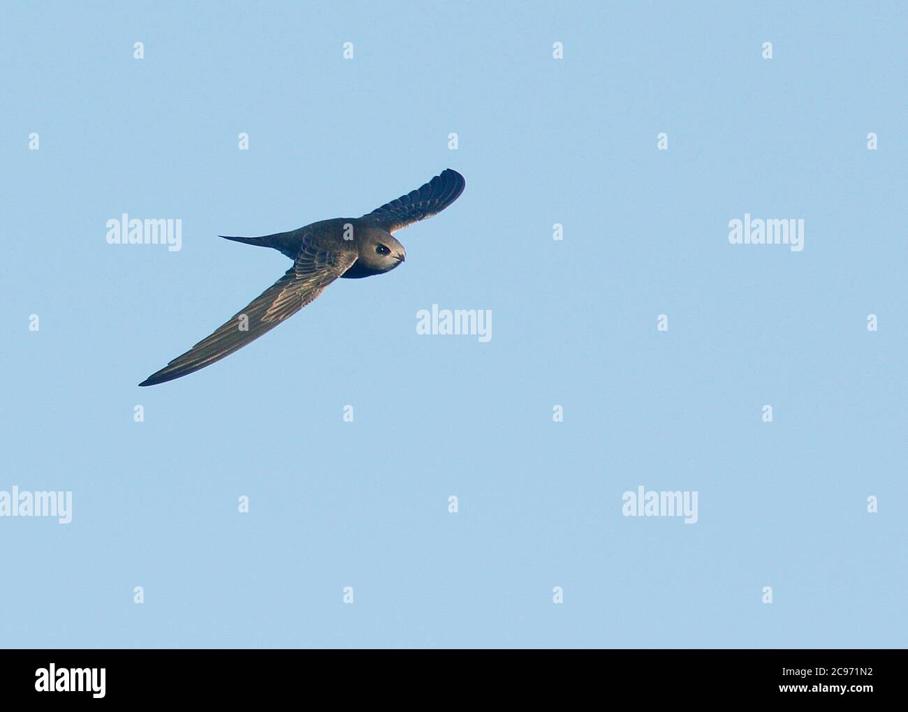 Pallid swift (Apus pallidus), First-winter in flight, United Kingdom ...