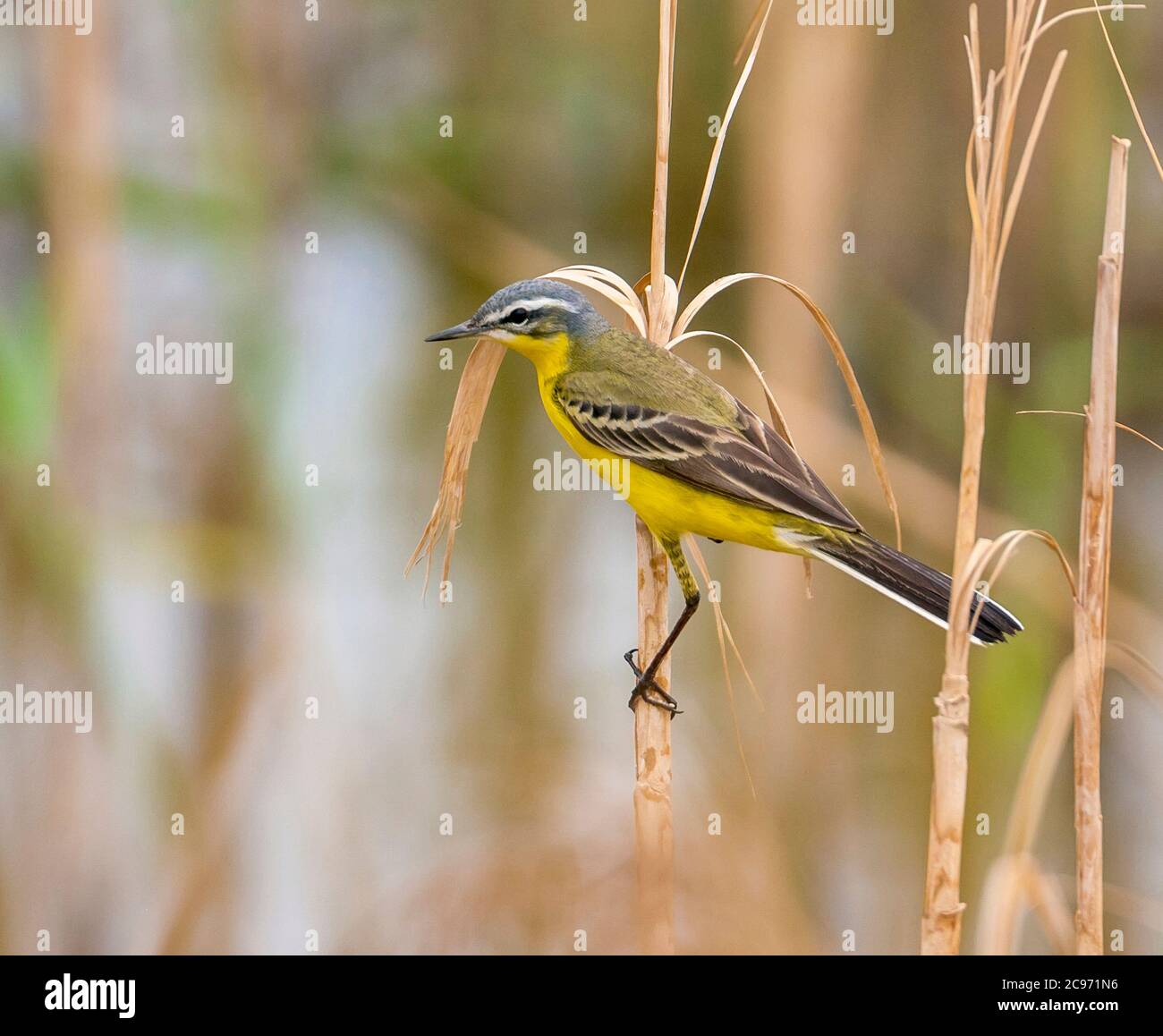 Blue headed eastern yellow wagtail hi-res stock photography and images ...