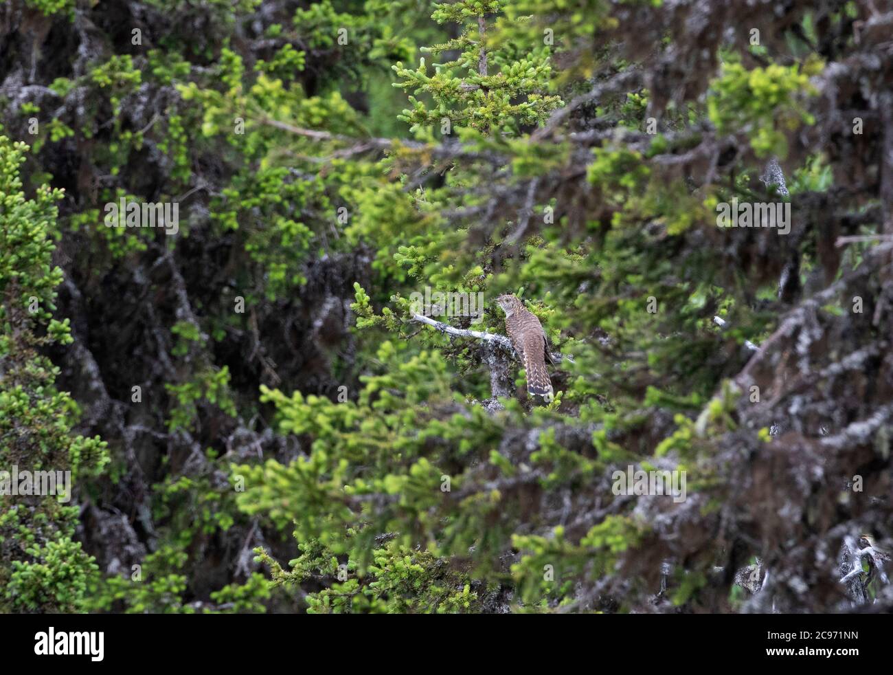 Oriental cuckoo (Cuculus saturatus optatus, Cuculus optatus), Red morph ...