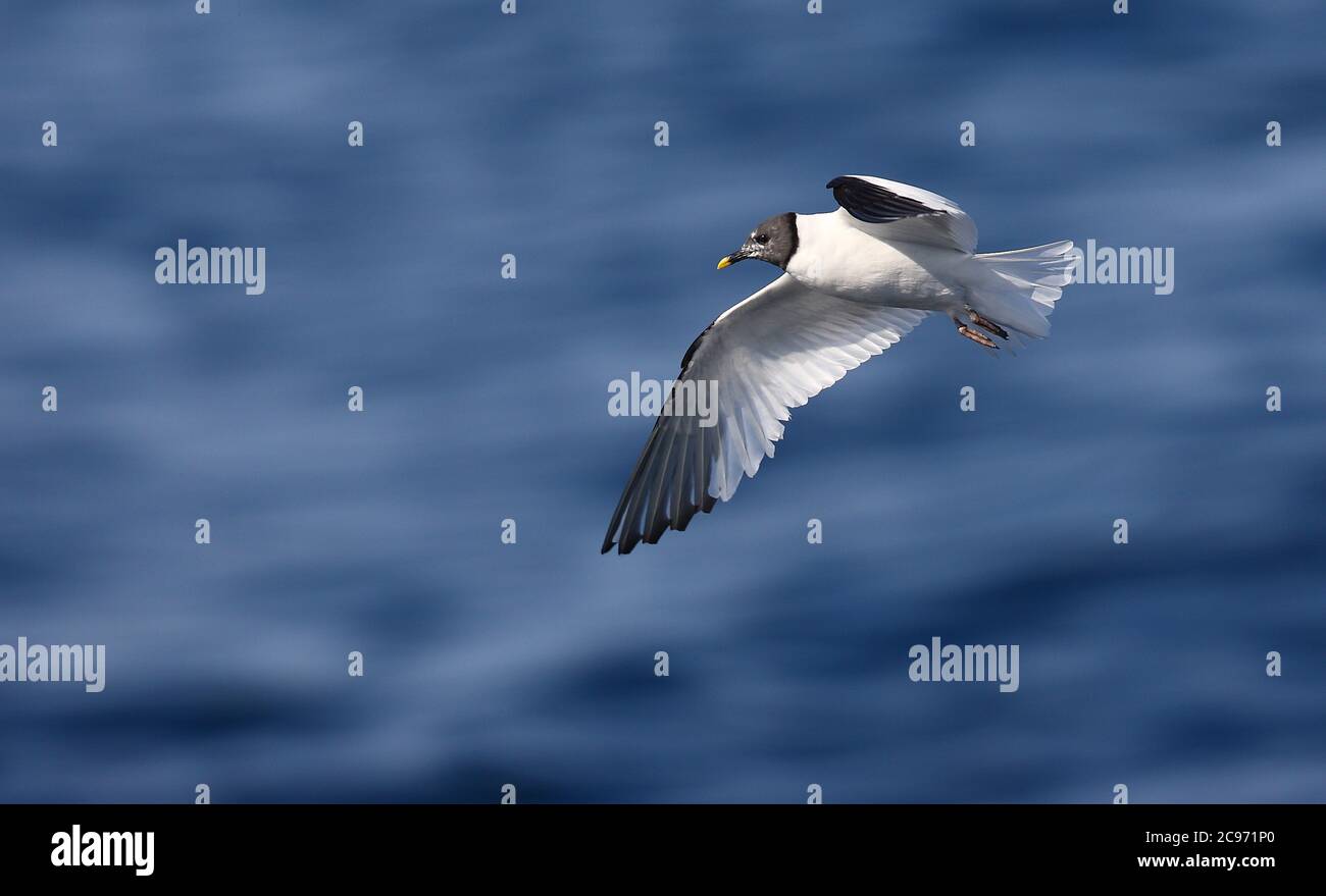 Sabines Gull Flying Xema Sabini High Resolution Stock Photography and ...