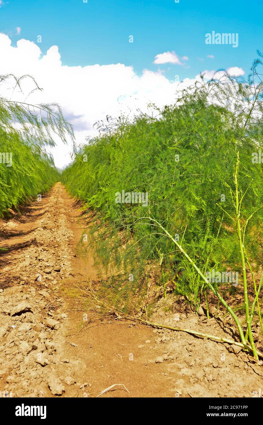 A field of growing green asparagus after the harvest on sandy ground ...