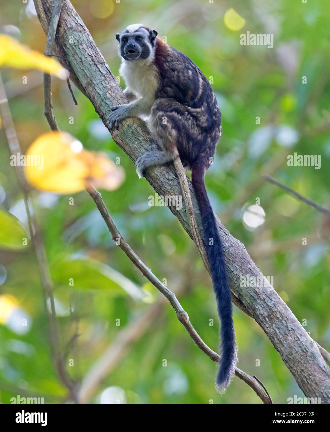 Geoffroy’s tamarins panama hi-res stock photography and images - Alamy