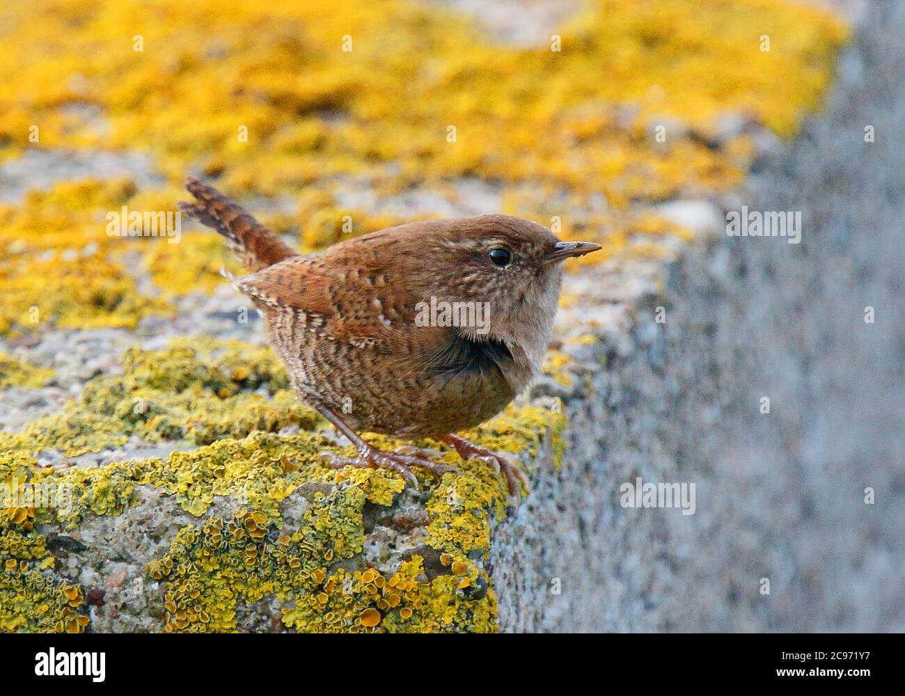Shetland wrens hi-res stock photography and images - Alamy