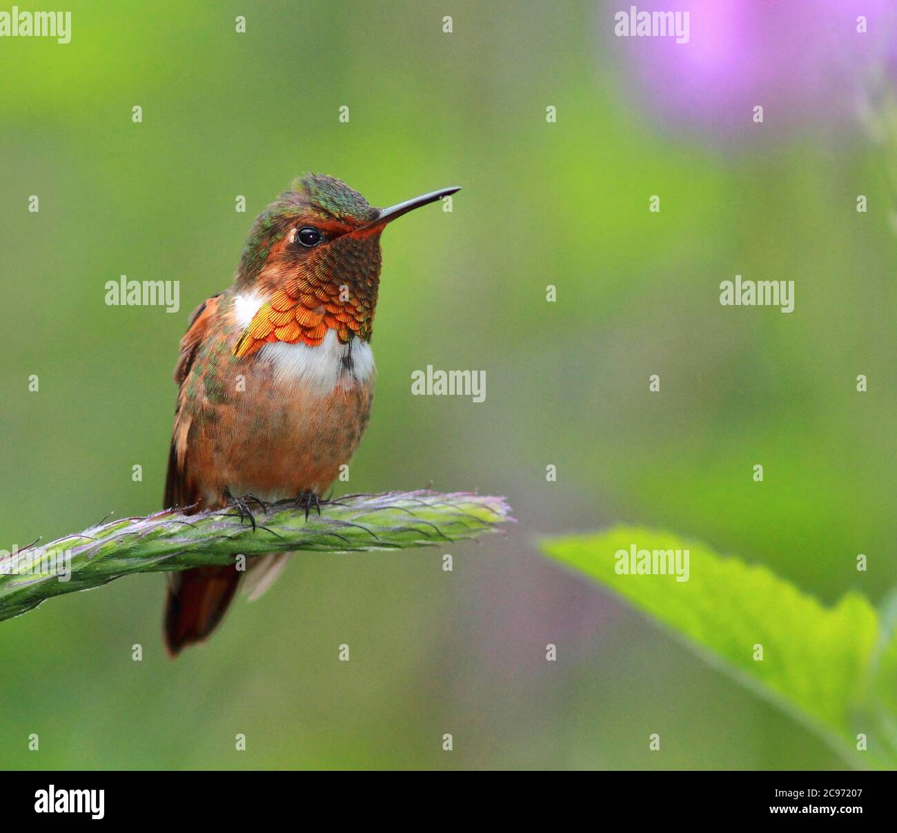 scintillant hummingbird (Selasphorus scintilla), male, Costa Rica Stock ...