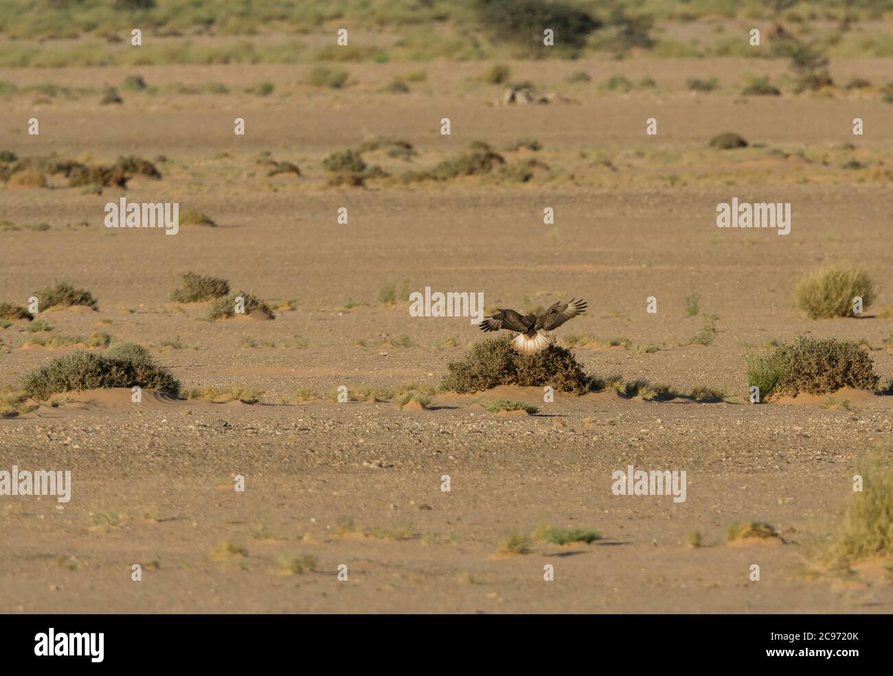 Buzzard flying in the desert hi-res stock photography and images - Alamy