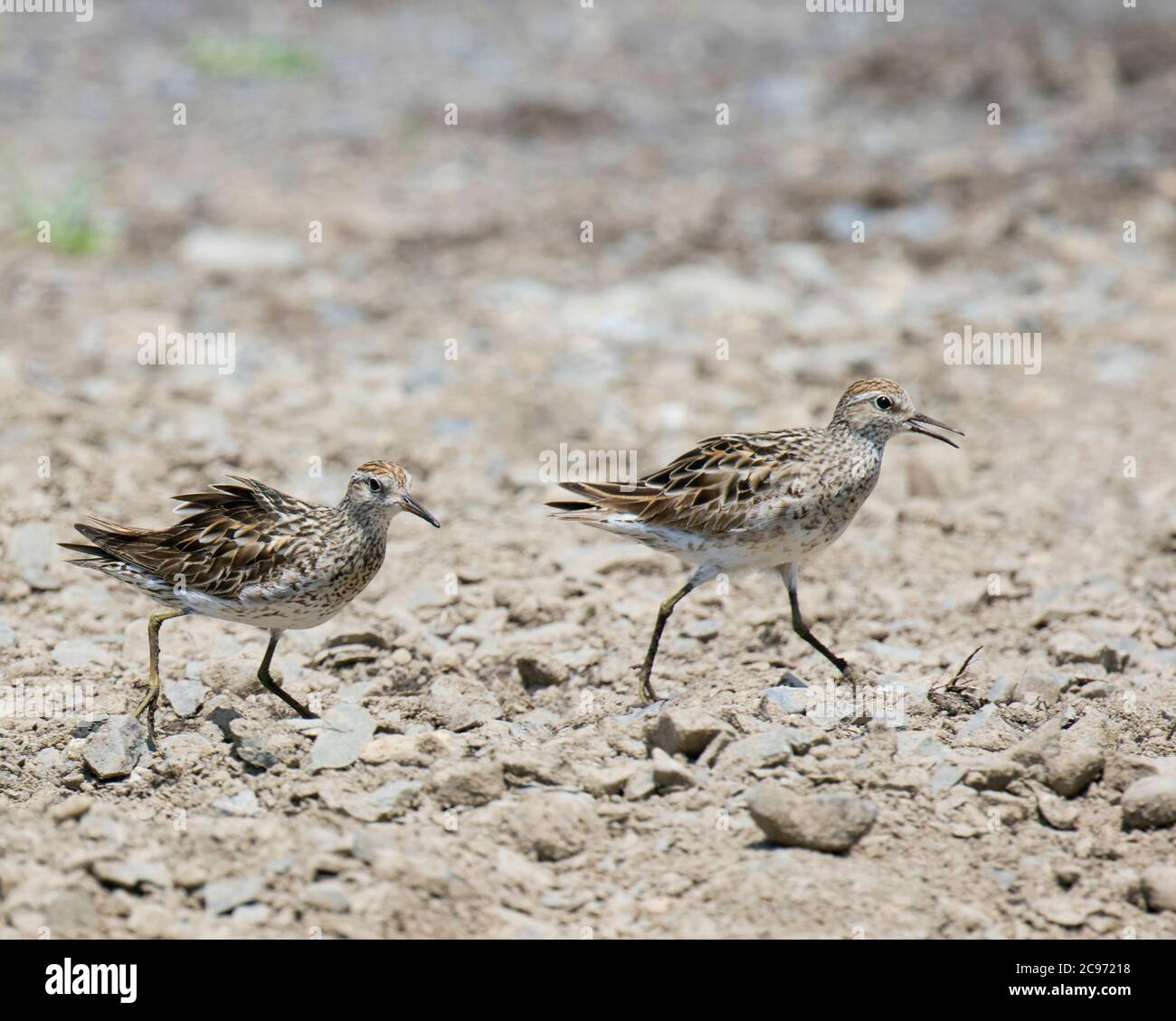 Sharp tailed sandpipers hi-res stock photography and images - Alamy