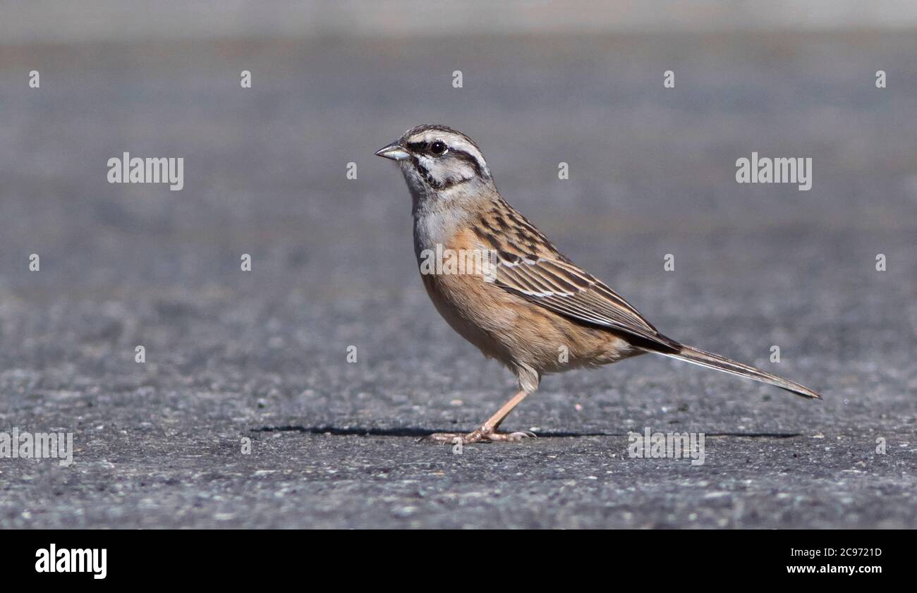 rock bunting (Emberiza cia), Female walking on the ground, Spain ...