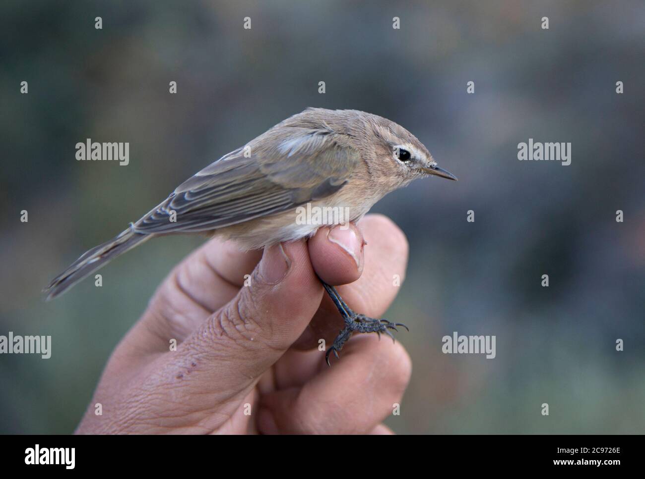 eastern chiff-chaff, Mountain Chiffchaff (Phylloscopus sindianus ...