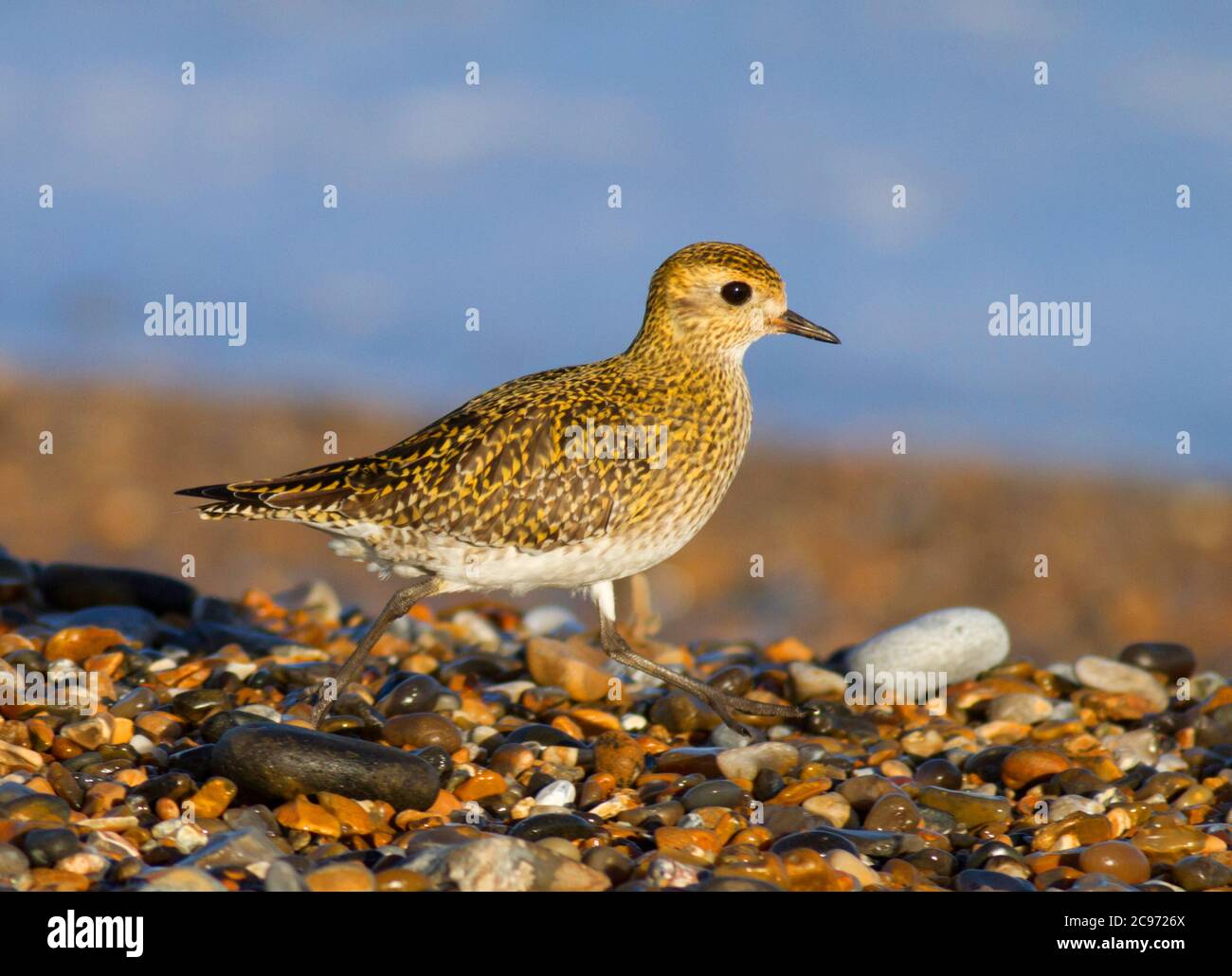 Golden plover uk winter hi-res stock photography and images - Alamy
