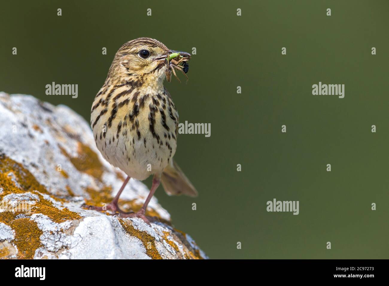 Tree pitpit (Anthus trivialis), perching with prey in the bill on a ...