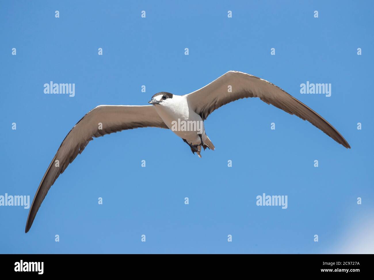 sooty tern (Sterna fuscata, Onychoprion fuscatus), Subadult Sooty Tern ...