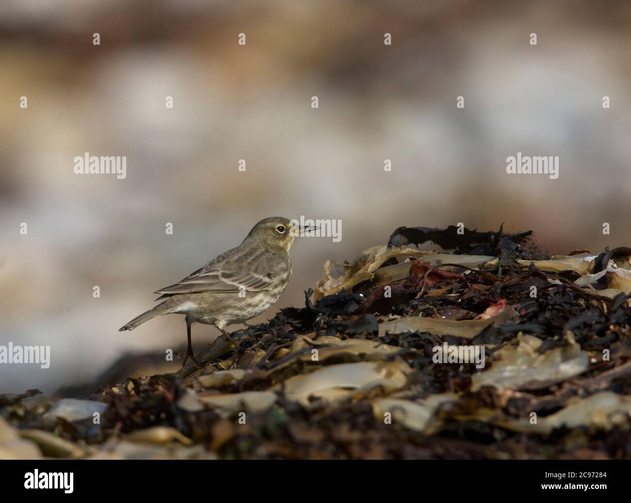 Rock pitpit (Anthus petrosus), foraging between washed up marine algae ...