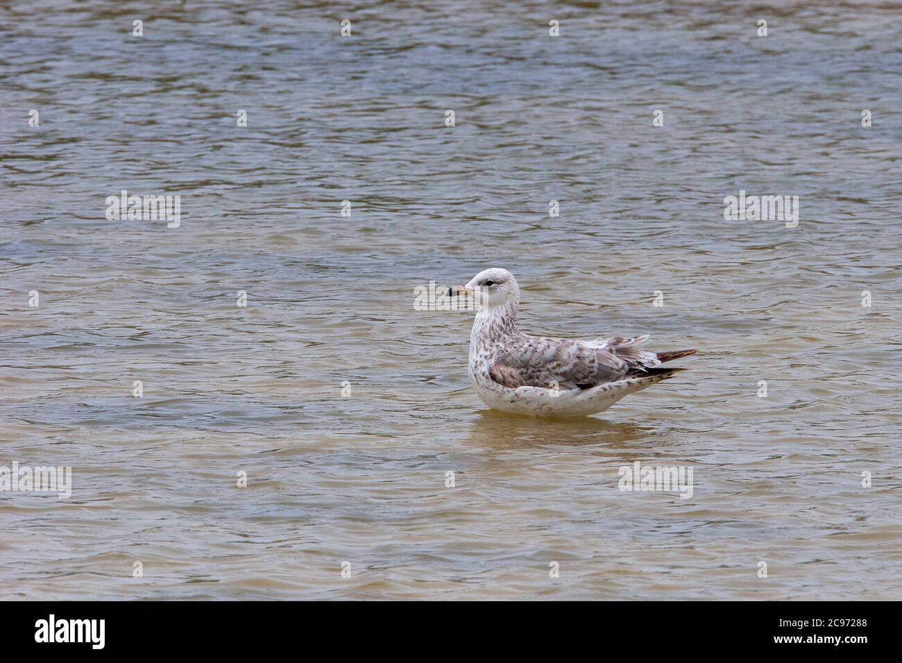 Armenian gull (Larus armenicus), Second calendar year standing in a ...