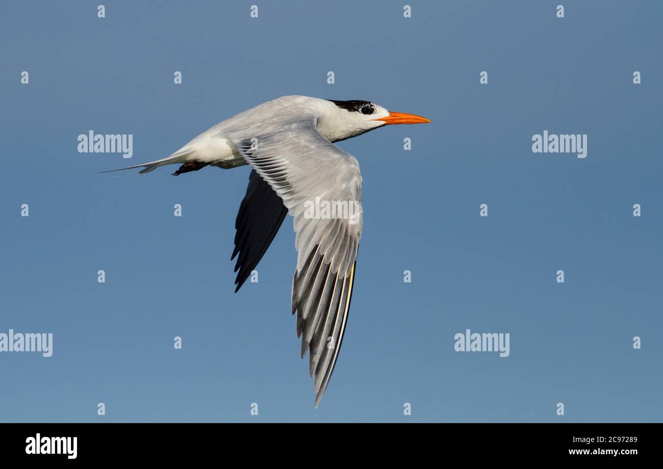 royal tern (Thalasseus maximus, Sterna maxima), in flight, Costa Rica ...