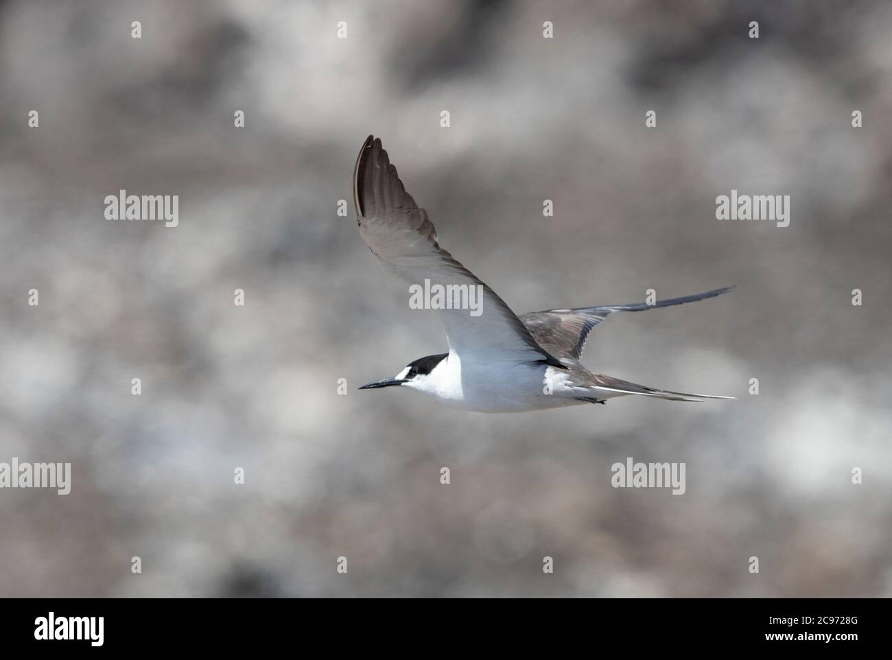 sooty tern (Sterna fuscata, Onychoprion fuscatus), Subadult Sooty Tern ...