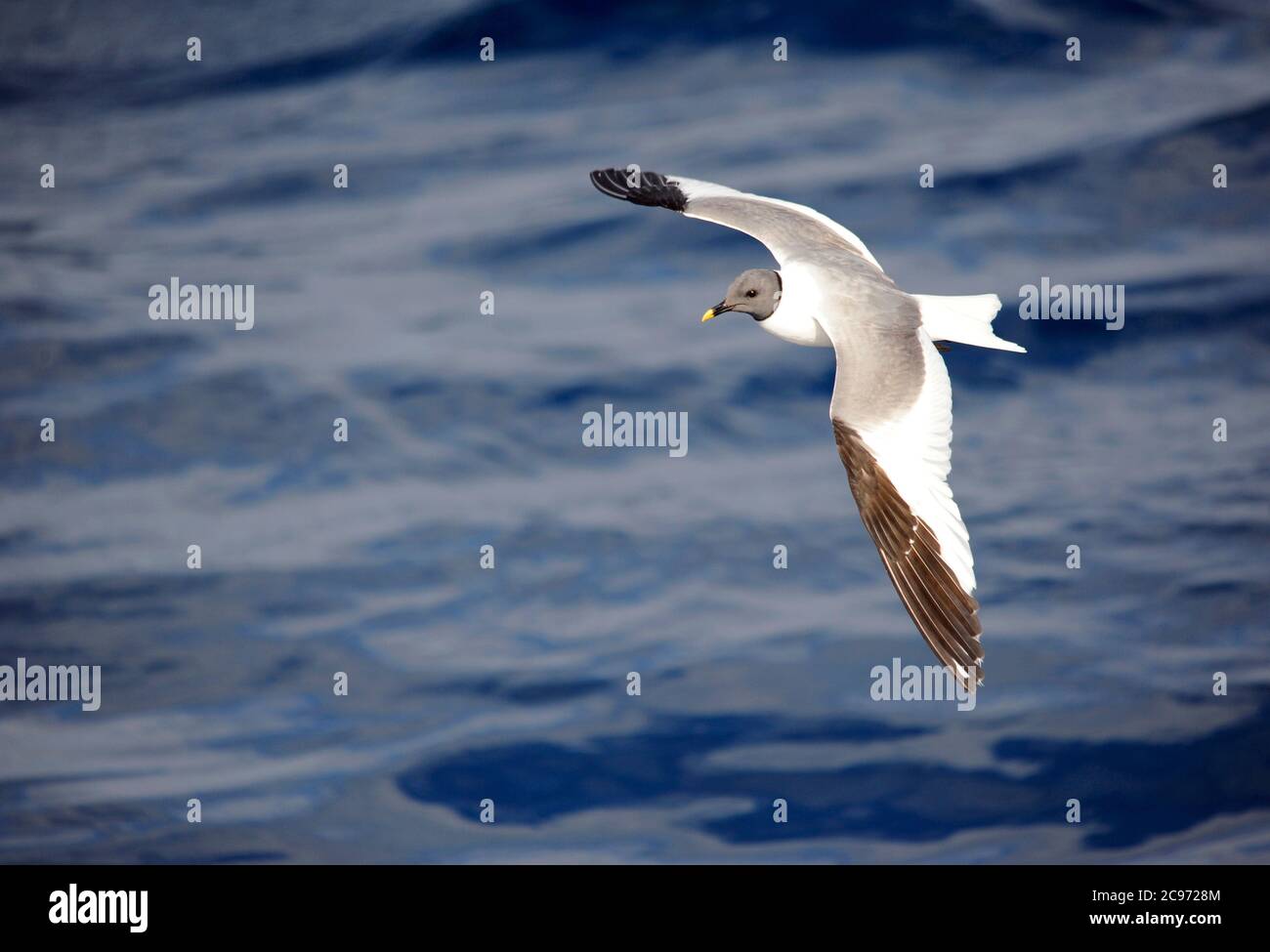 Sabines Gull Flying Xema Sabini High Resolution Stock Photography and ...