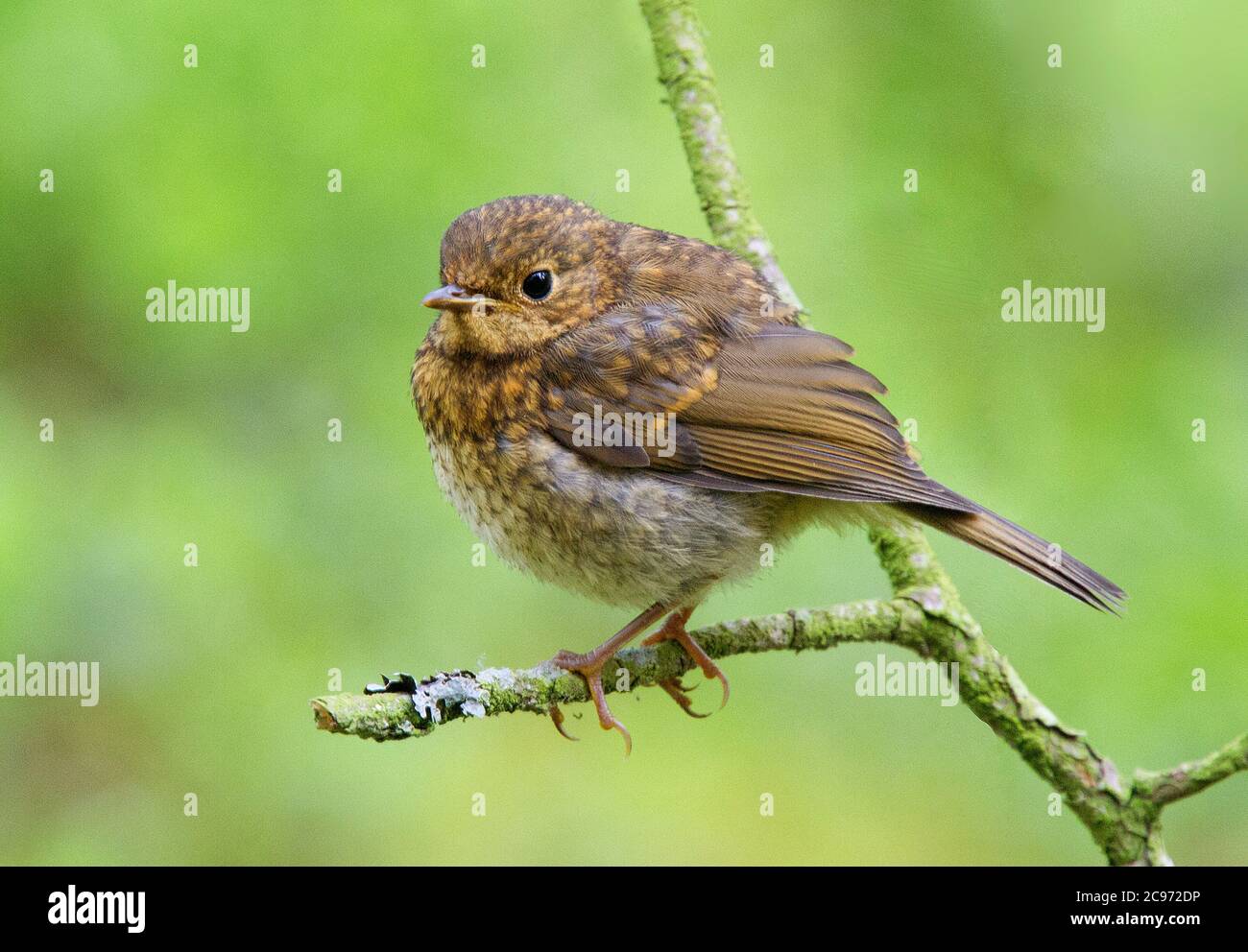 British robin hi-res stock photography and images - Alamy