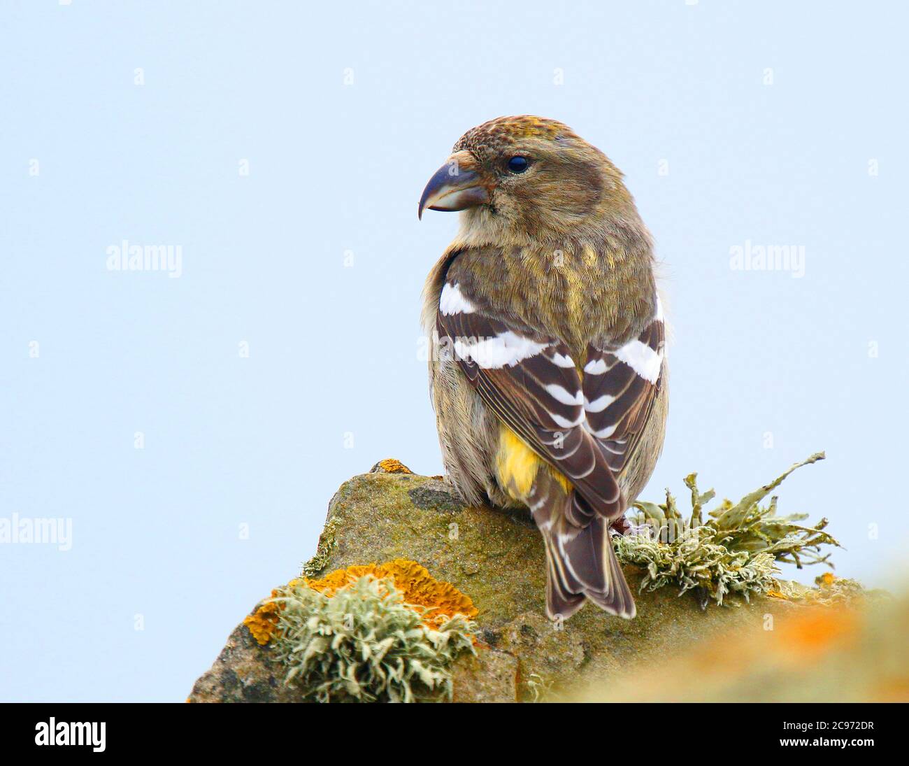 Scottish crossbill hi-res stock photography and images - Alamy