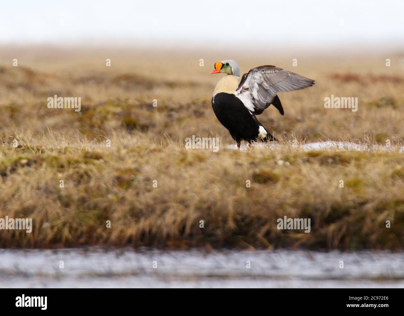 king eider (Somateria spectabilis), Male flapping his wings in the ...