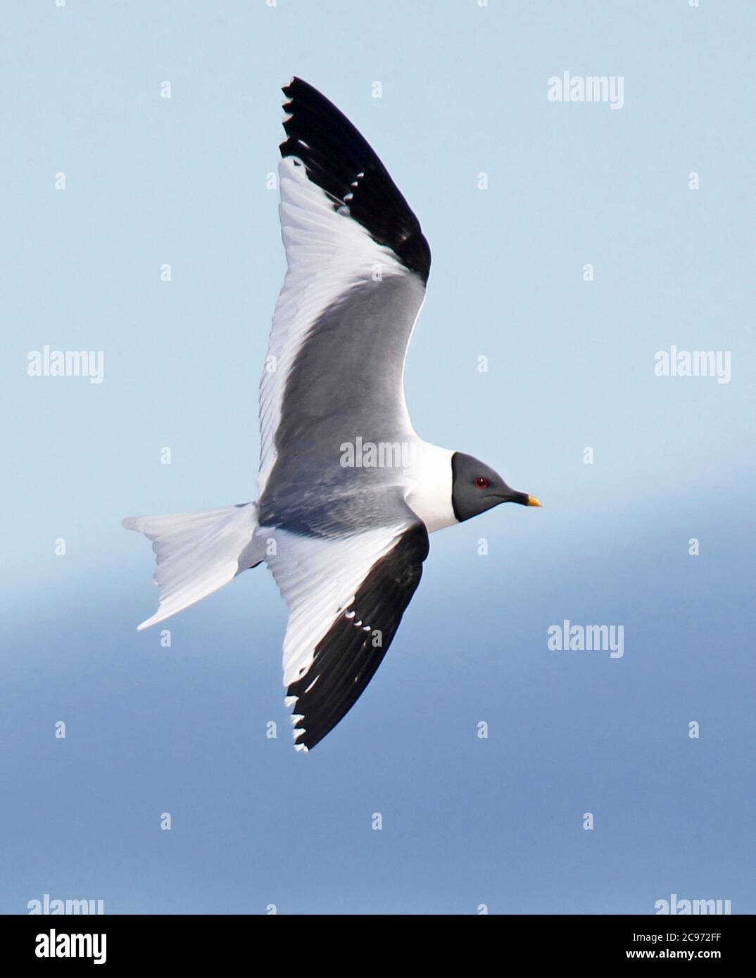 sabine's gull (Xema sabini), Adult in flight, USA, Alaska Stock Photo ...