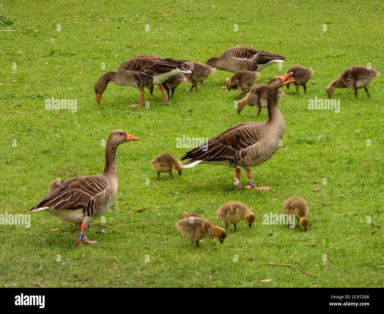 greylag goose (Anser anser), greylag geese with chicks in the Alster ...