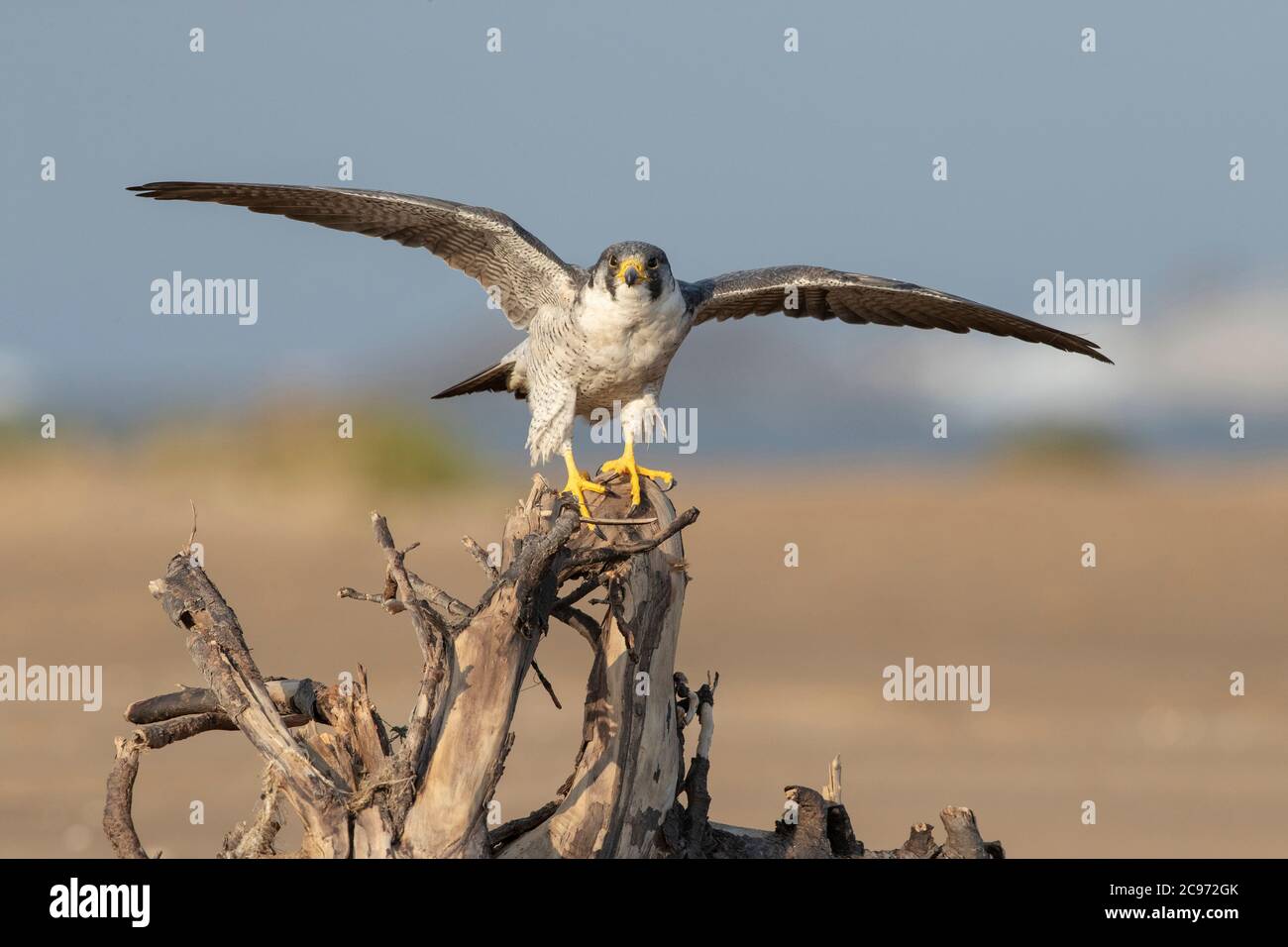 peregrine falcon (Falco peregrinus), subadult Peregrine Falcon possibly ...