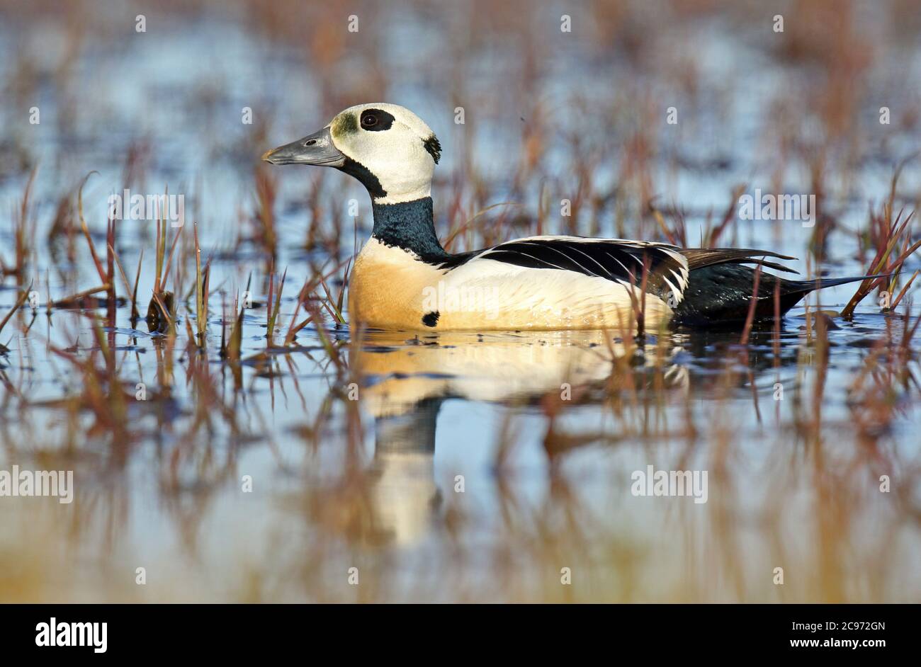 Steller's eider (Polysticta stelleri), swimming adult male, USA, Alaska ...