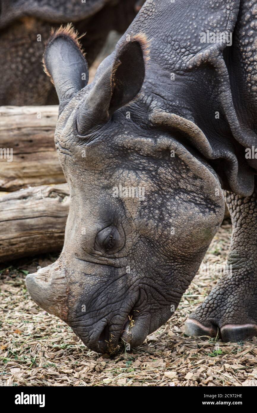 Rhino viper hi-res stock photography and images - Alamy