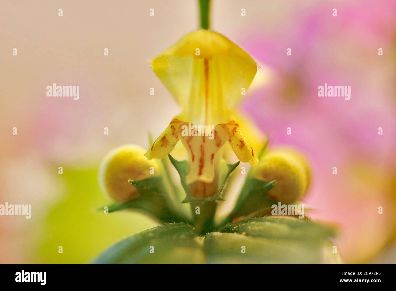 Yellow dead-nettle, Yellow Archangel, artillery plant, aluminium plant ...