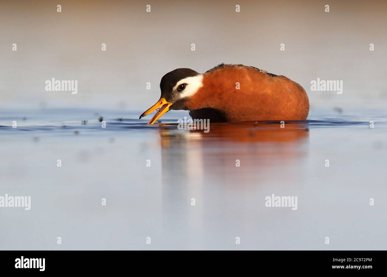 Summer insects hi-res stock photography and images - Alamy