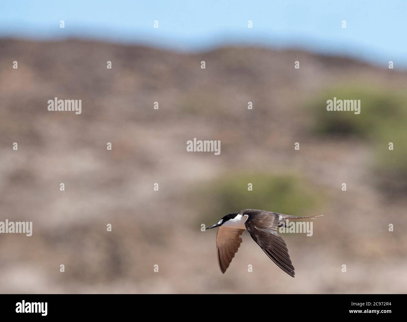 sooty tern (Sterna fuscata, Onychoprion fuscatus), Subadult Sooty Tern ...
