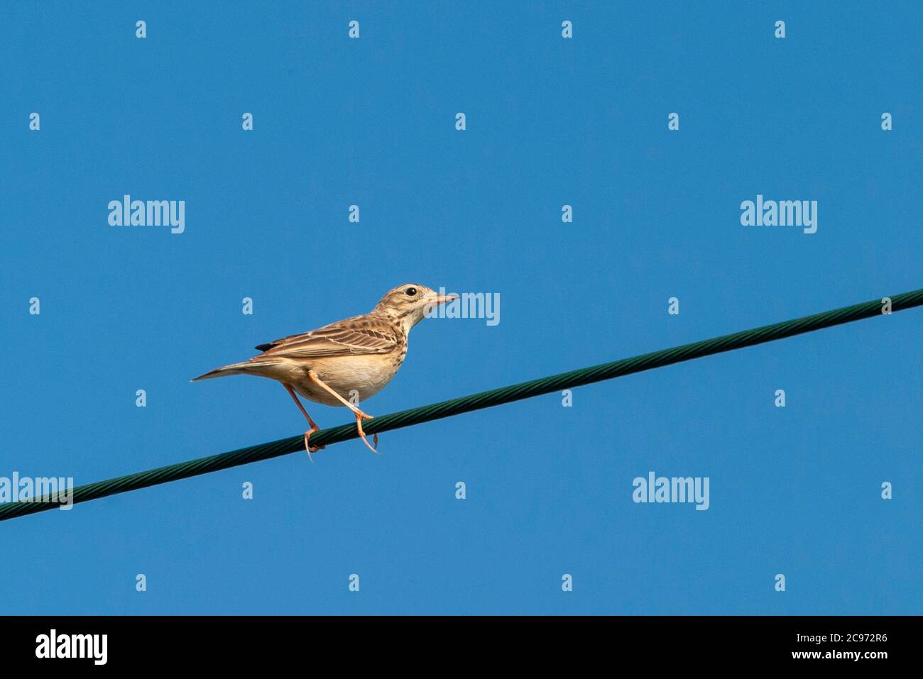 Blyth's pitpit (Anthus godlewskii), First-winter Blyth's Pipit perched ...