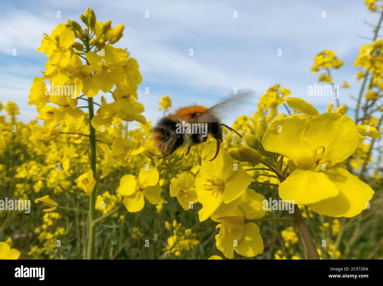 buff-tailed bumble bee (Bombus terrestris), fliegt an Rapsbluete ...