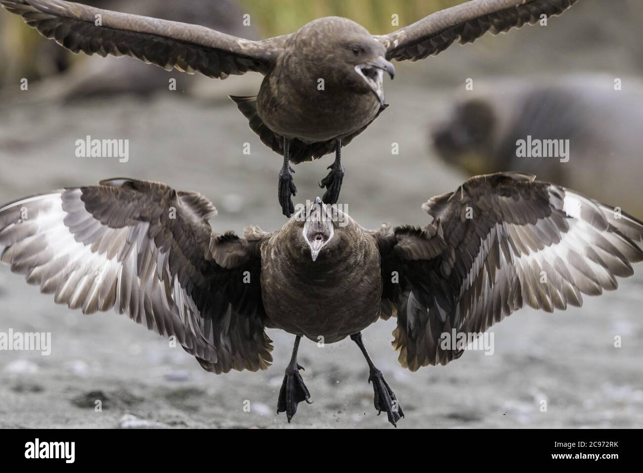 Southern skuas hi-res stock photography and images - Alamy
