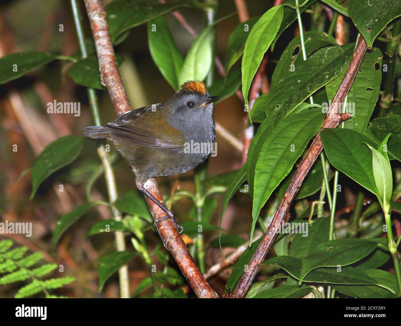Zeledonia zeledonia coronata hi-res stock photography and images - Alamy