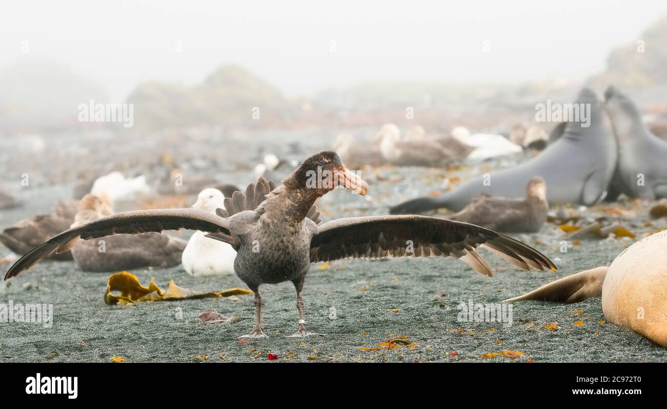 Southern giant petrel, giant petrel (Macronectes giganteus), with ...