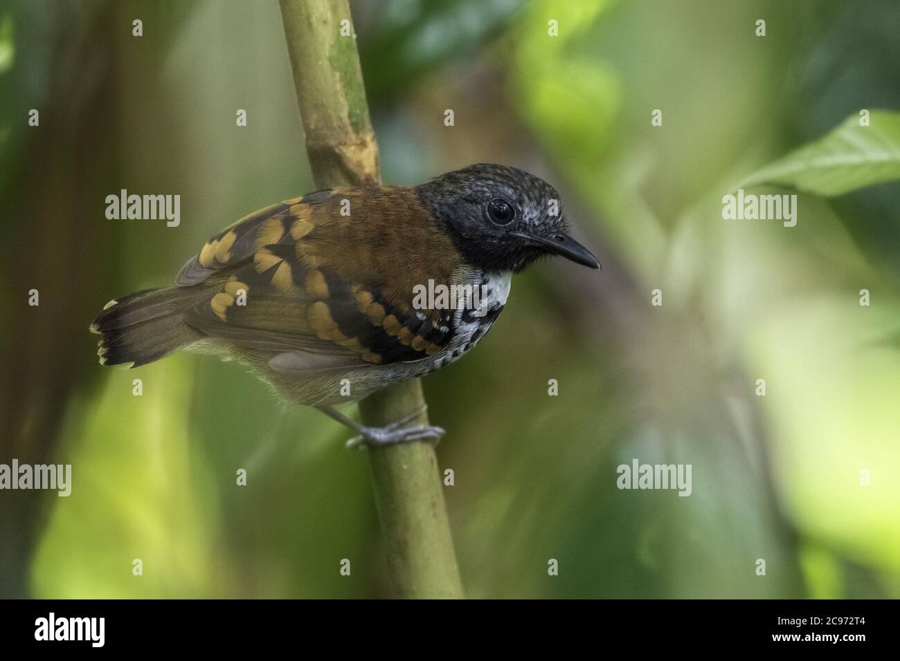 Spotted antbirds hi-res stock photography and images - Alamy