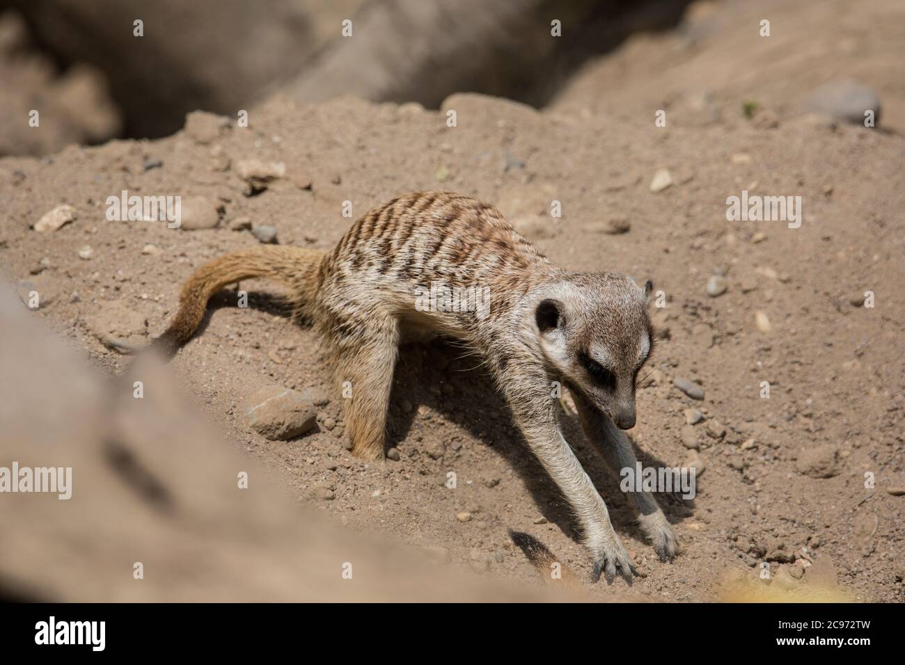 Slender tailed meerkat, Animals from zoo Stock Photo - Alamy
