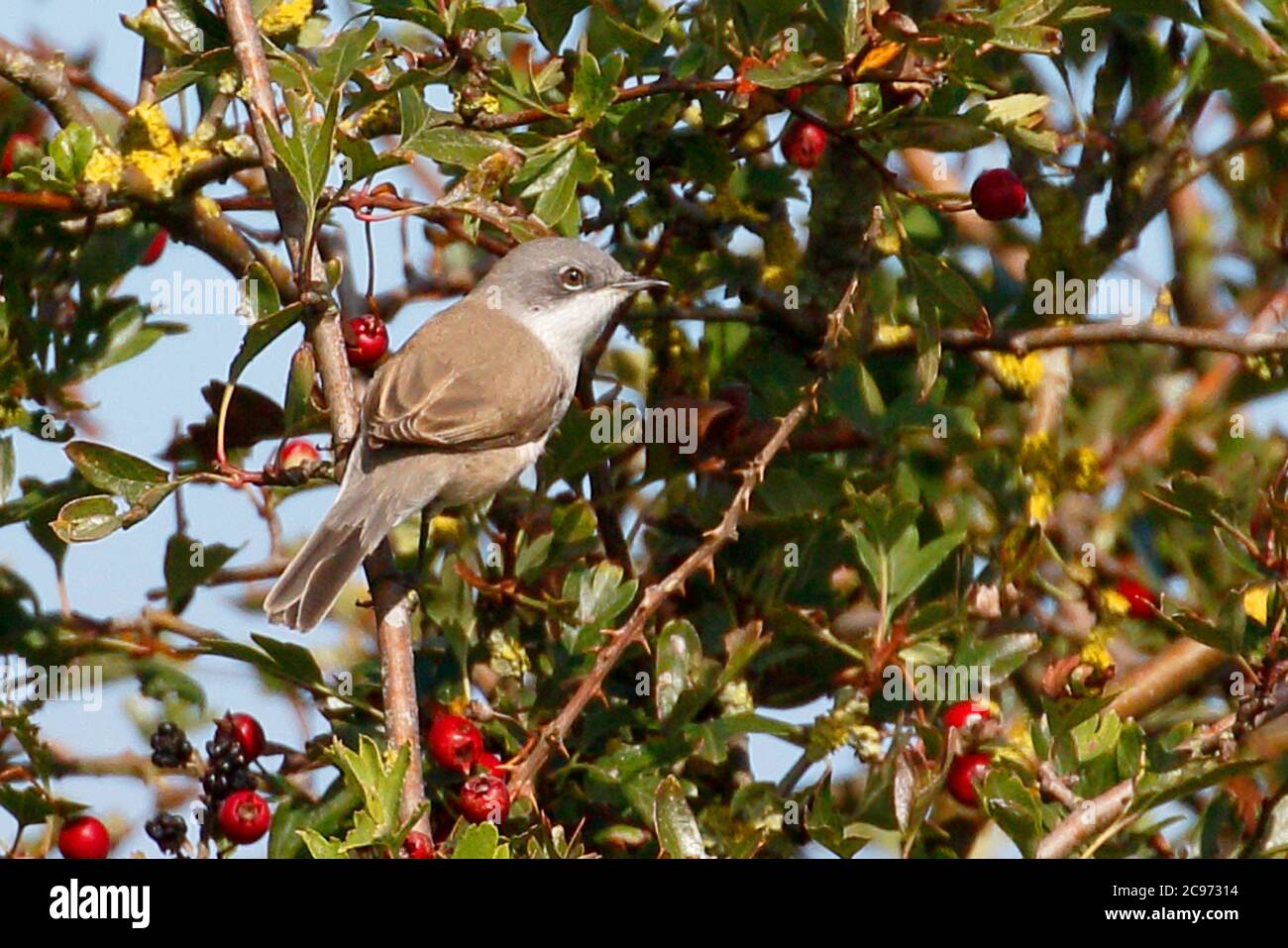 British birds in trees in hi-res stock photography and images - Alamy